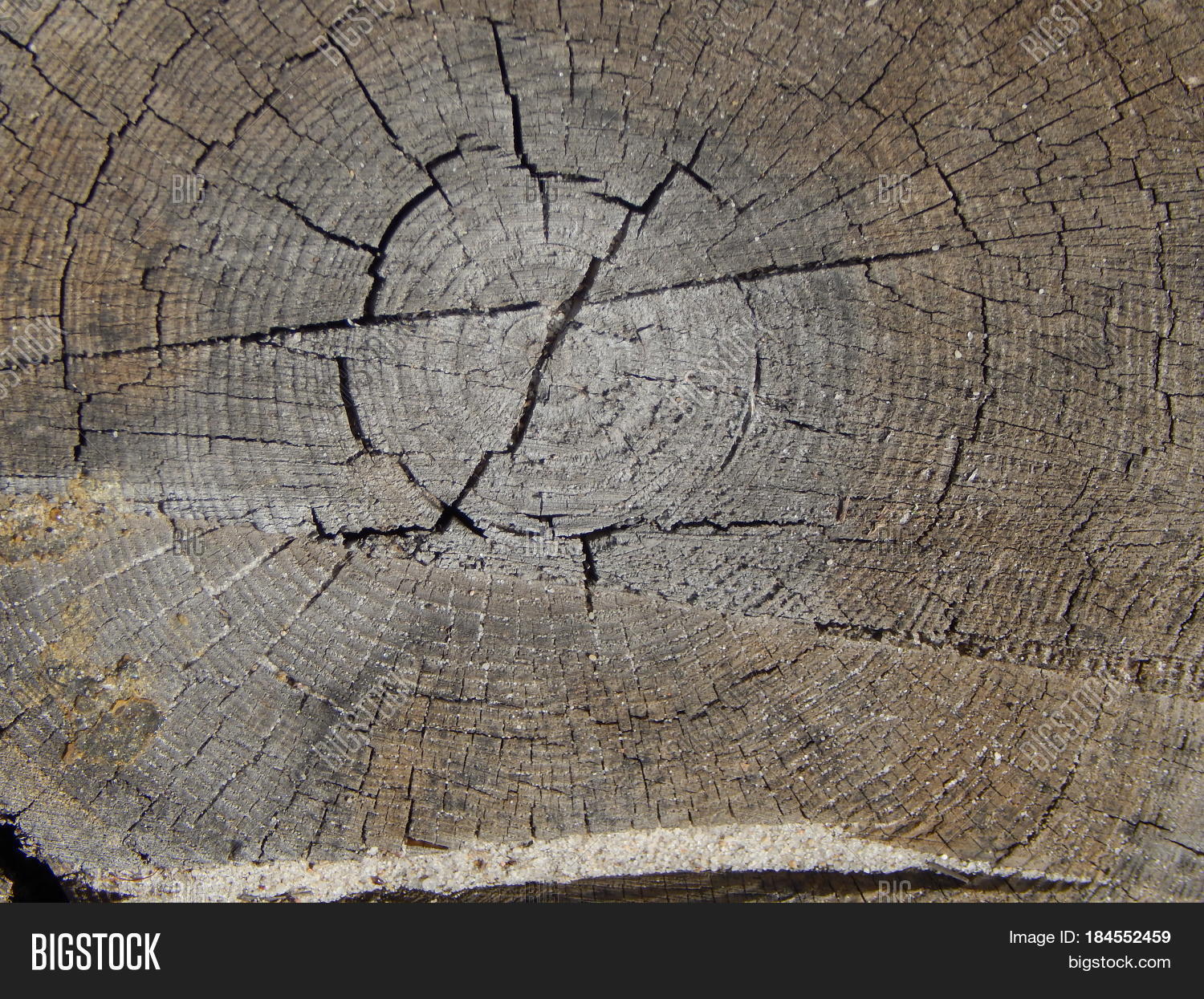 Stump Wood Texture Image & Photo (Free Trial) | Bigstock