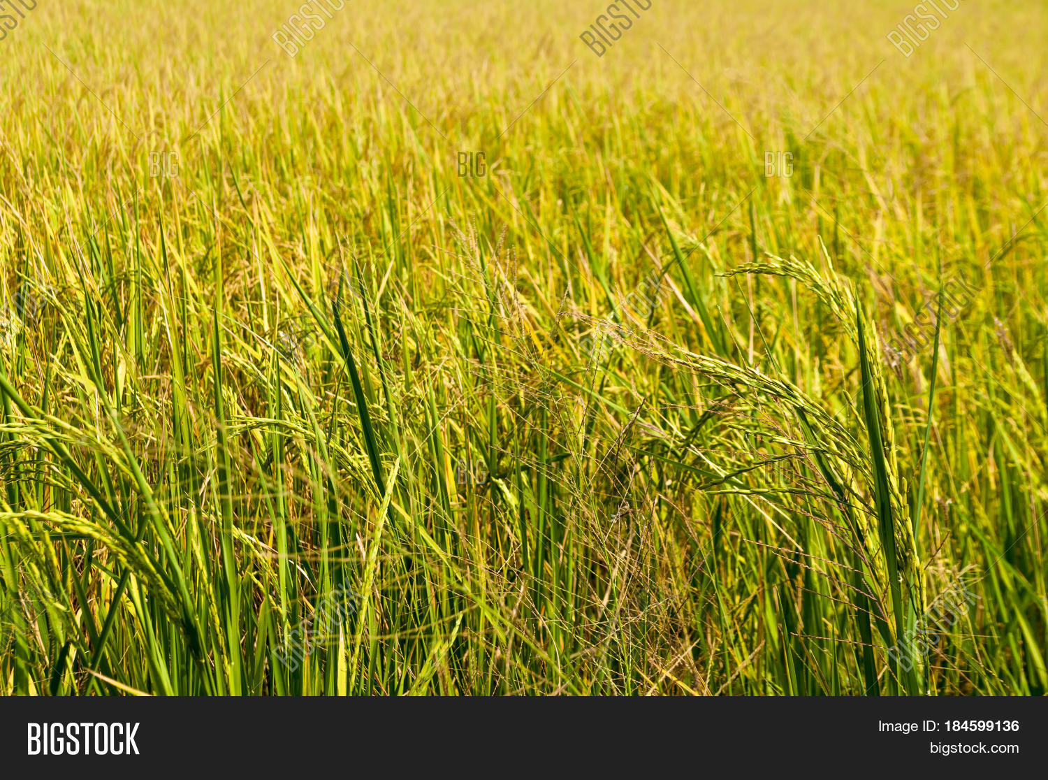 Close On Bright Yellow Image & Photo (Free Trial) | Bigstock