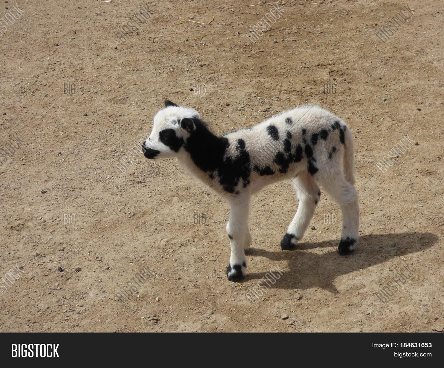 Jacob Lamb. Jacob Image & Photo (Free Trial) | Bigstock