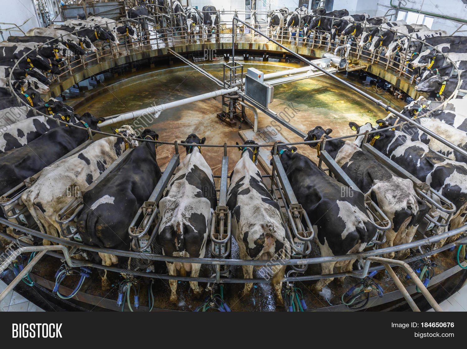 Carousel Milking Image & Photo (Free Trial) | Bigstock