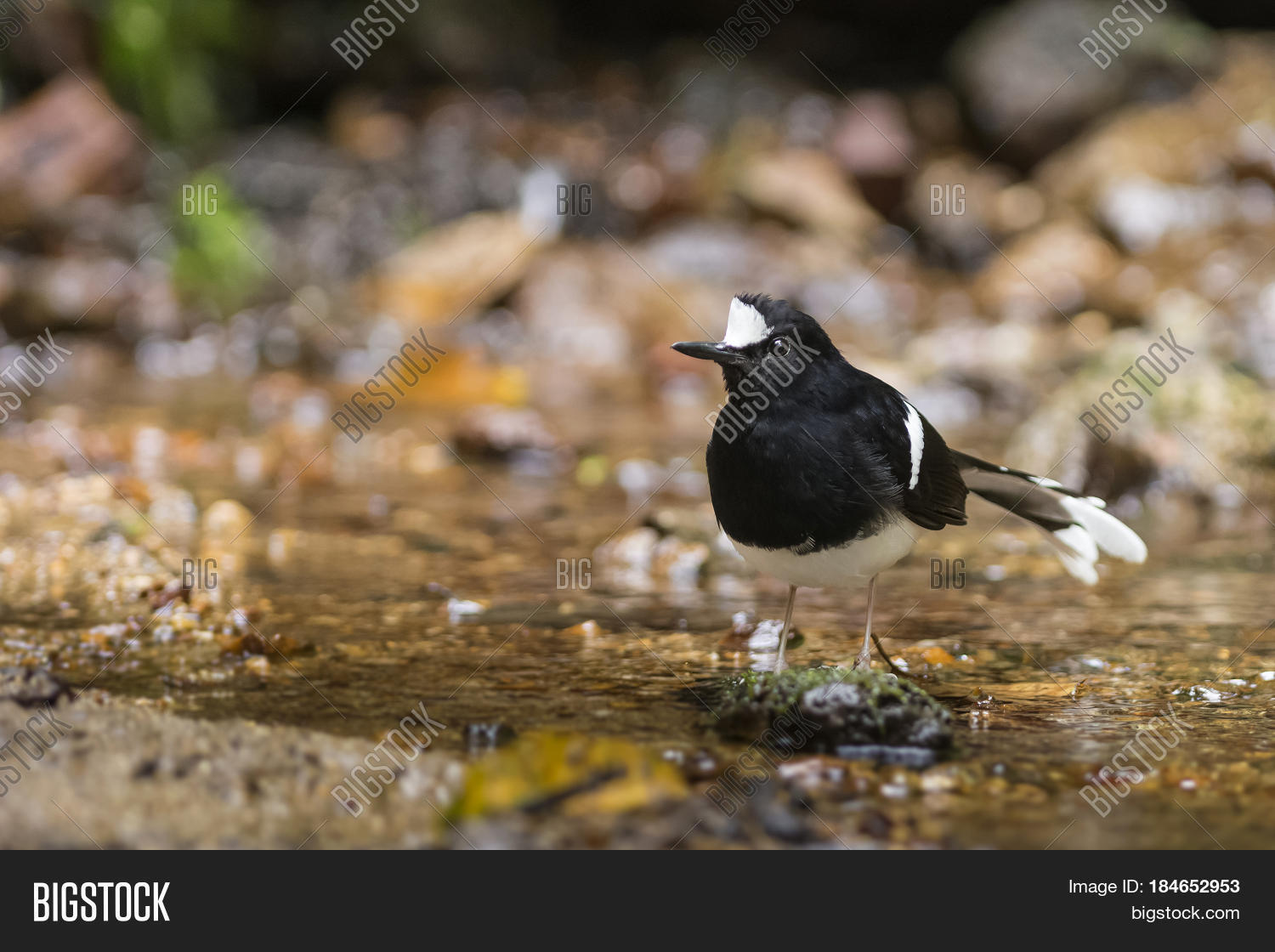 White Crowned Forktail Image & Photo (Free Trial) | Bigstock