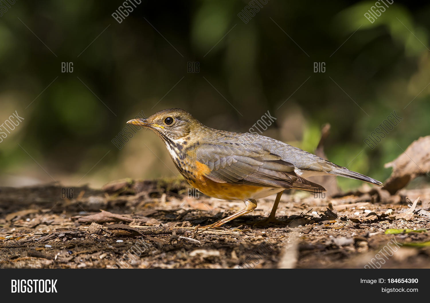 Black Breasted Thrush Image & Photo (Free Trial) | Bigstock