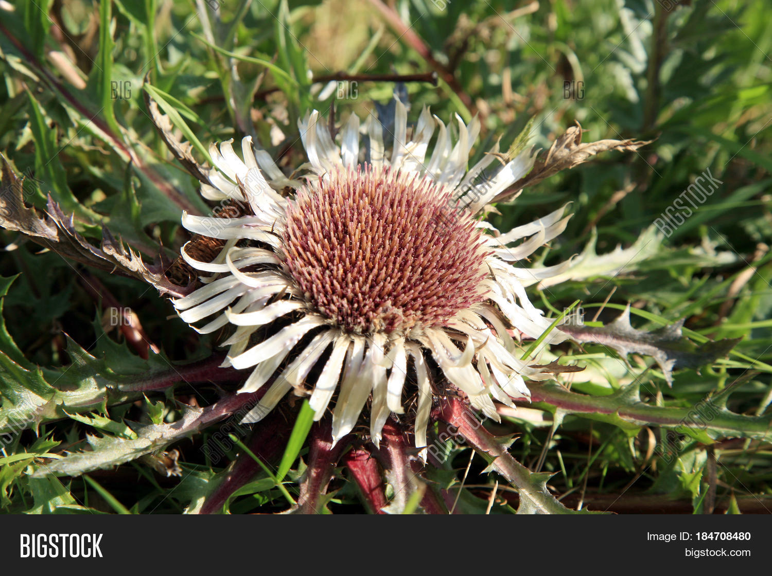 Flowers Stemless Image & Photo (Free Trial) | Bigstock