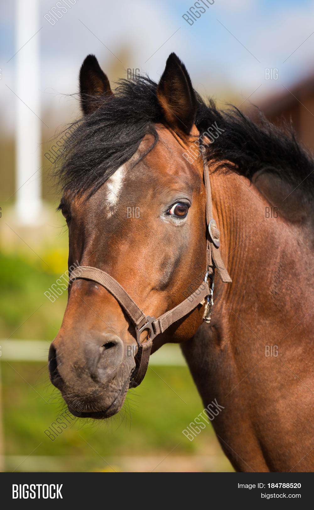 Portrait Male Horse On Image & Photo (Free Trial) | Bigstock