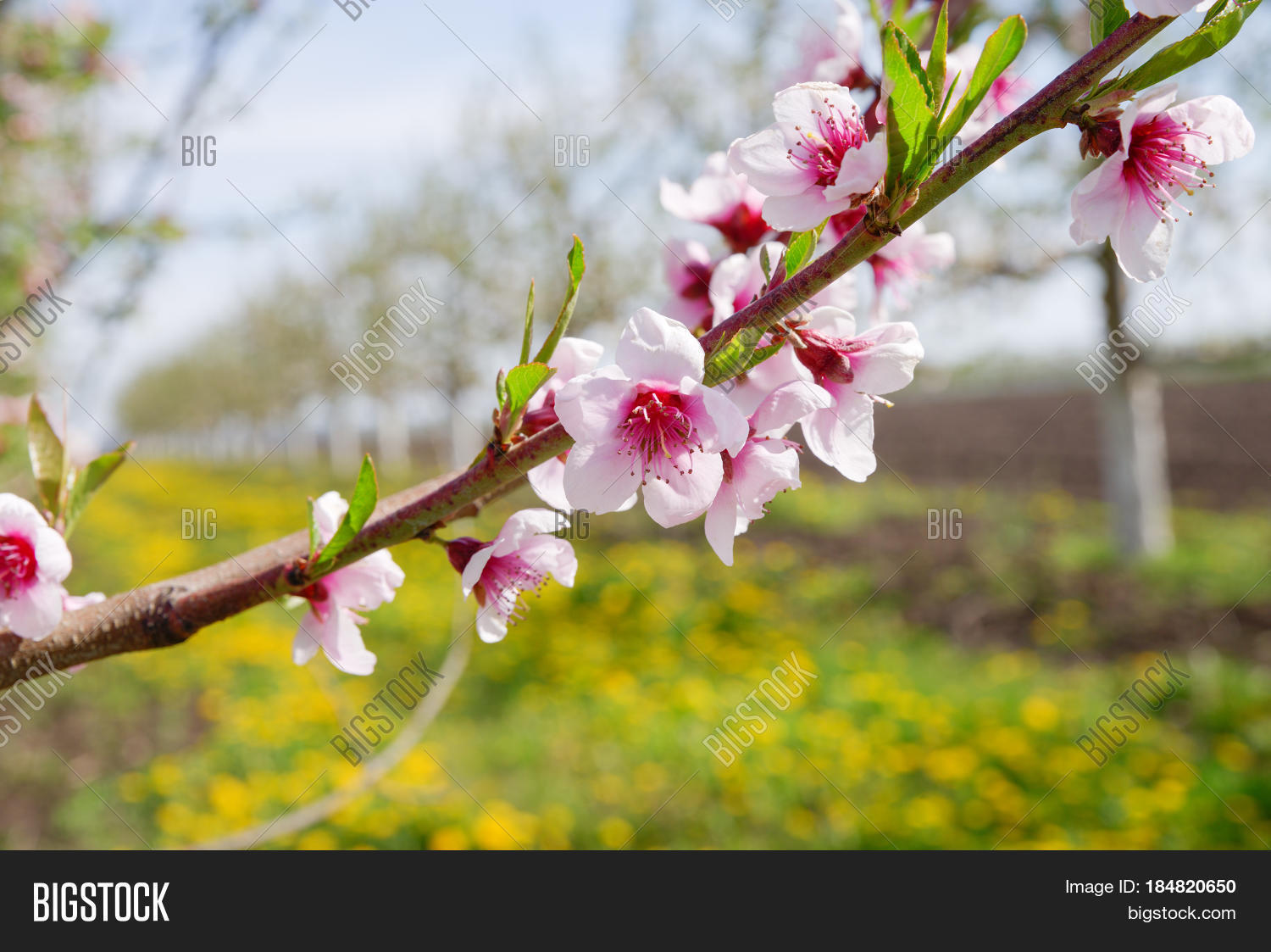 Image Blossoming Apple Image & Photo (Free Trial) | Bigstock