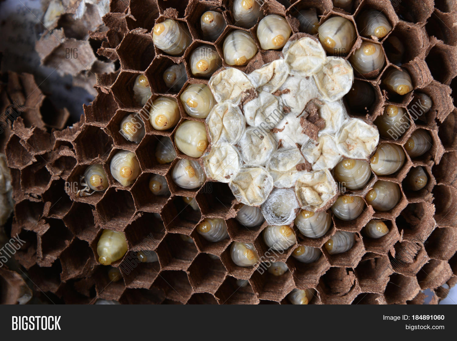 Hornet's Nest Larva. Image & Photo (Free Trial) | Bigstock