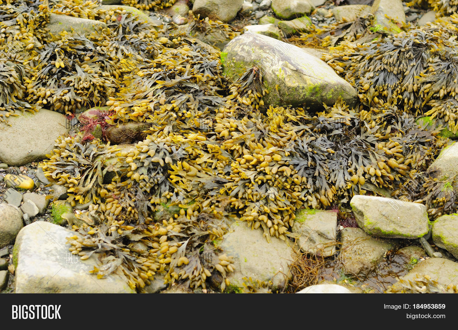Bladder Rockweed Image & Photo (Free Trial) | Bigstock