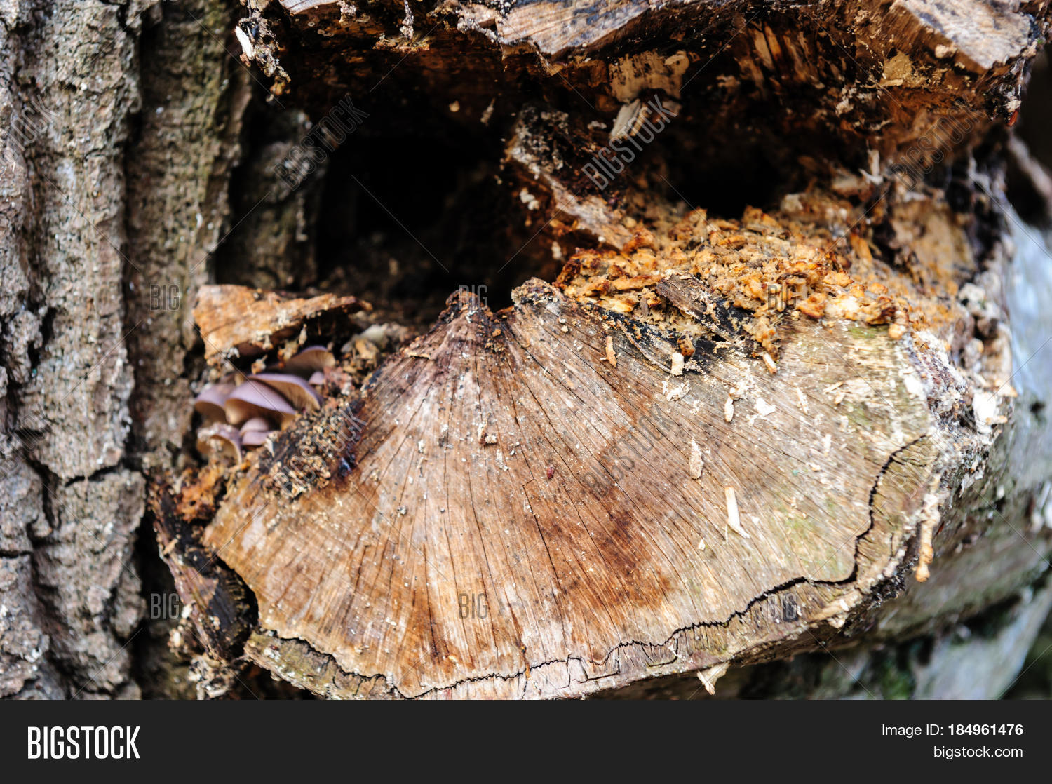 Old Split Ax Tree Image & Photo (Free Trial) | Bigstock