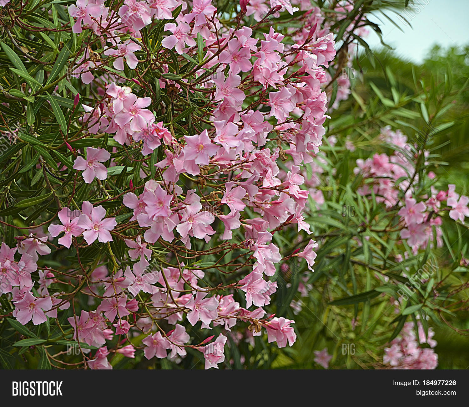 Pink Oleander Flowers Image & Photo (Free Trial) | Bigstock
