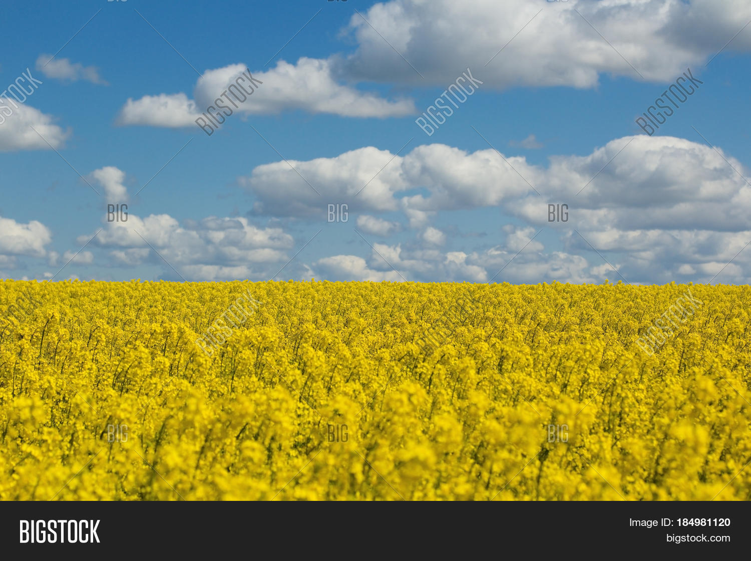 Flowers Oil Rapeseed Image & Photo (Free Trial) | Bigstock