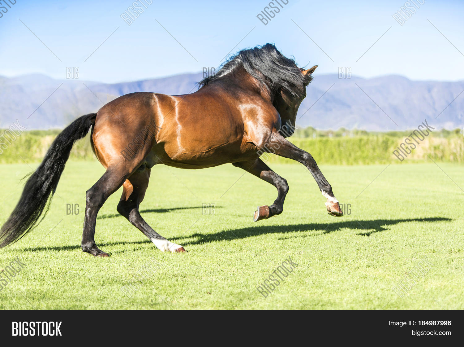 Thoroughbred Wild Image & Photo (Free Trial) | Bigstock