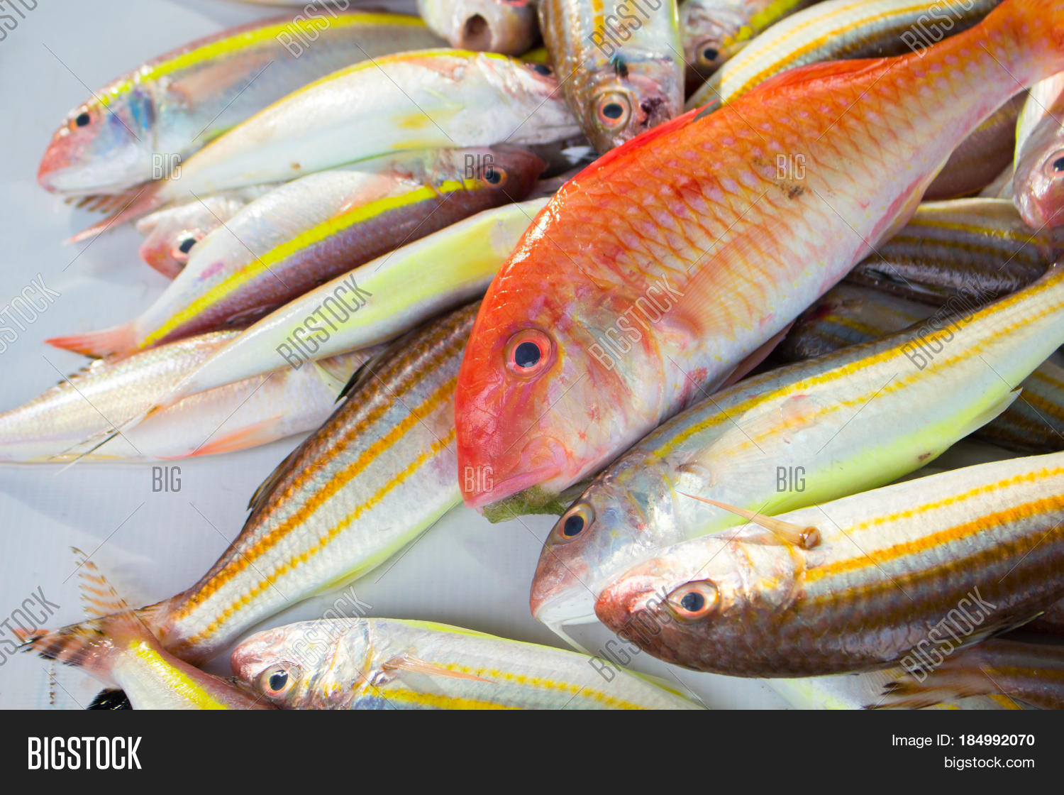 Red Yellow Tropical Image & Photo (Free Trial) | Bigstock