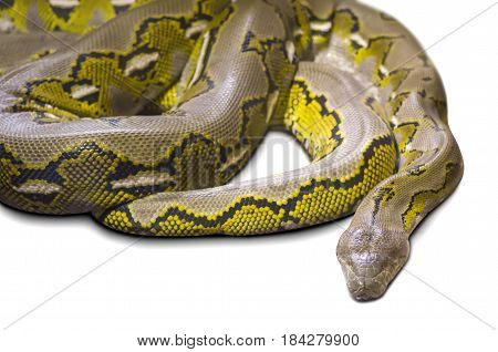 Python Large Photo Image & Photo (Free Trial) | Bigstock