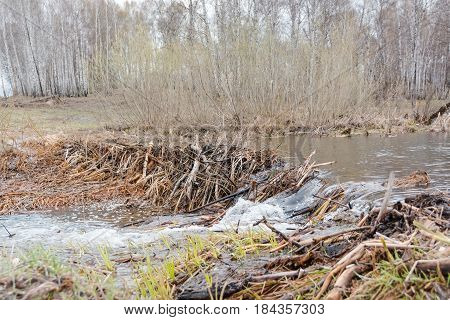 Beaver Dam. Dam Image & Photo (Free Trial) | Bigstock