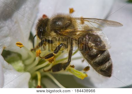 Bee Pollinating Apple Image & Photo (Free Trial) | Bigstock