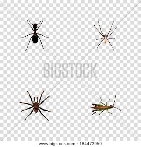 Realistic Locust, Vector & Photo (Free Trial) | Bigstock
