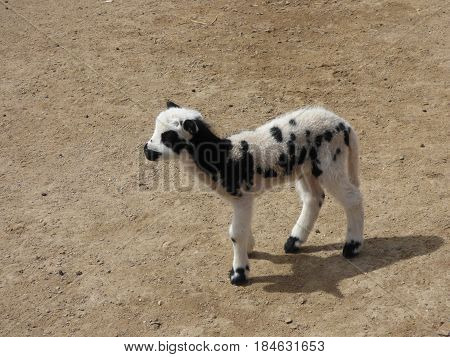 Jacob Lamb. Jacob Image & Photo (Free Trial) | Bigstock