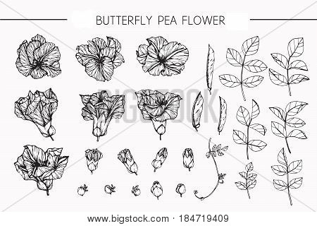 Butterfly Pea Flowers Vector & Photo (Free Trial) | Bigstock