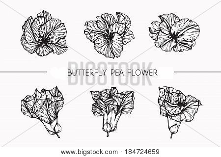 Butterfly Pea Flowers Vector & Photo (Free Trial) | Bigstock