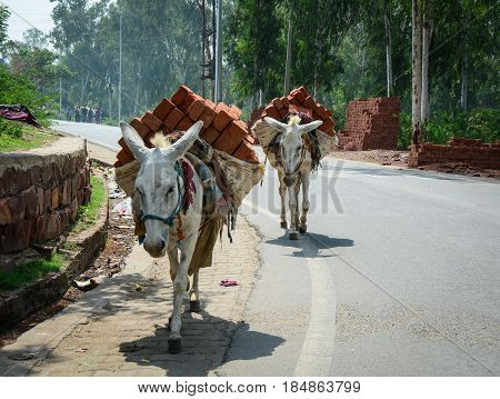 Donkeys Carry Brick On Image & Photo (Free Trial) | Bigstock