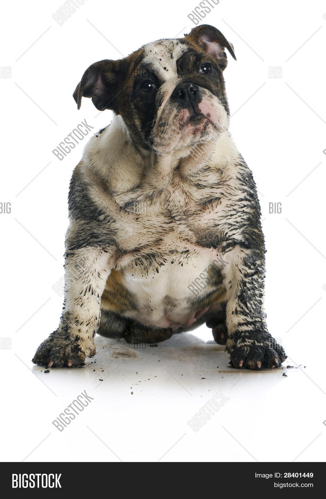 Dirty Dog - Muddy Image & Photo (Free Trial) | Bigstock
