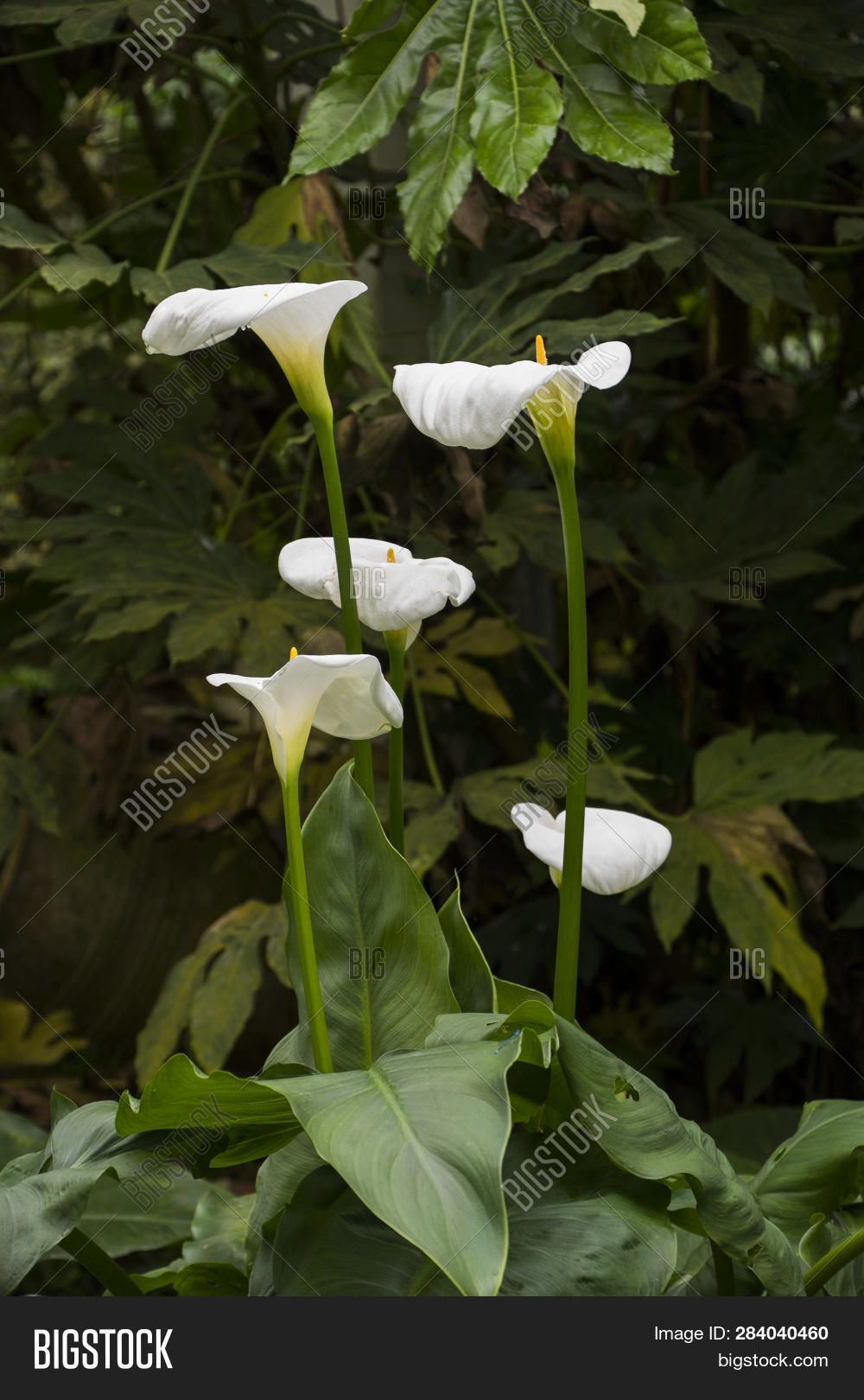 Calla Lily,beautiful Image & Photo (Free Trial) | Bigstock