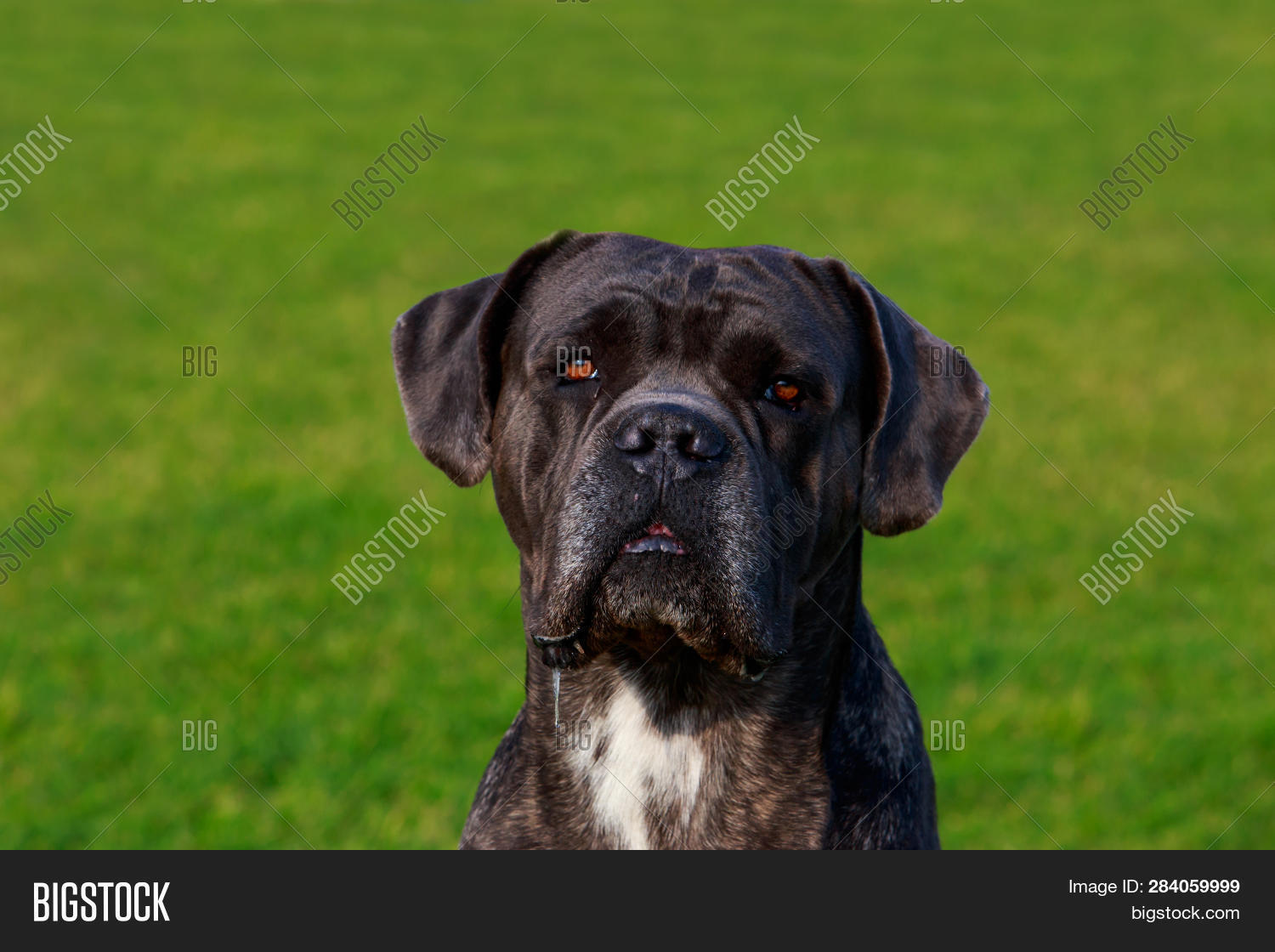 Portrait Dog Breed Image & Photo (Free Trial) | Bigstock