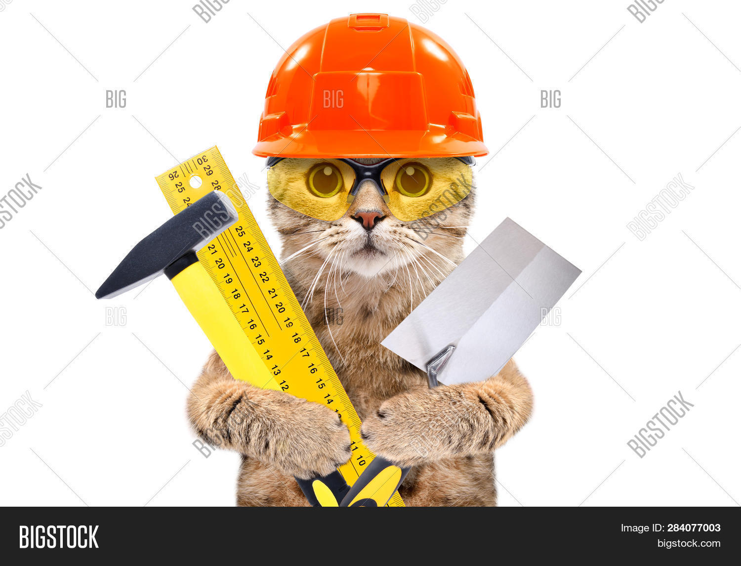 Portrait Builder Cat Image & Photo (Free Trial) | Bigstock