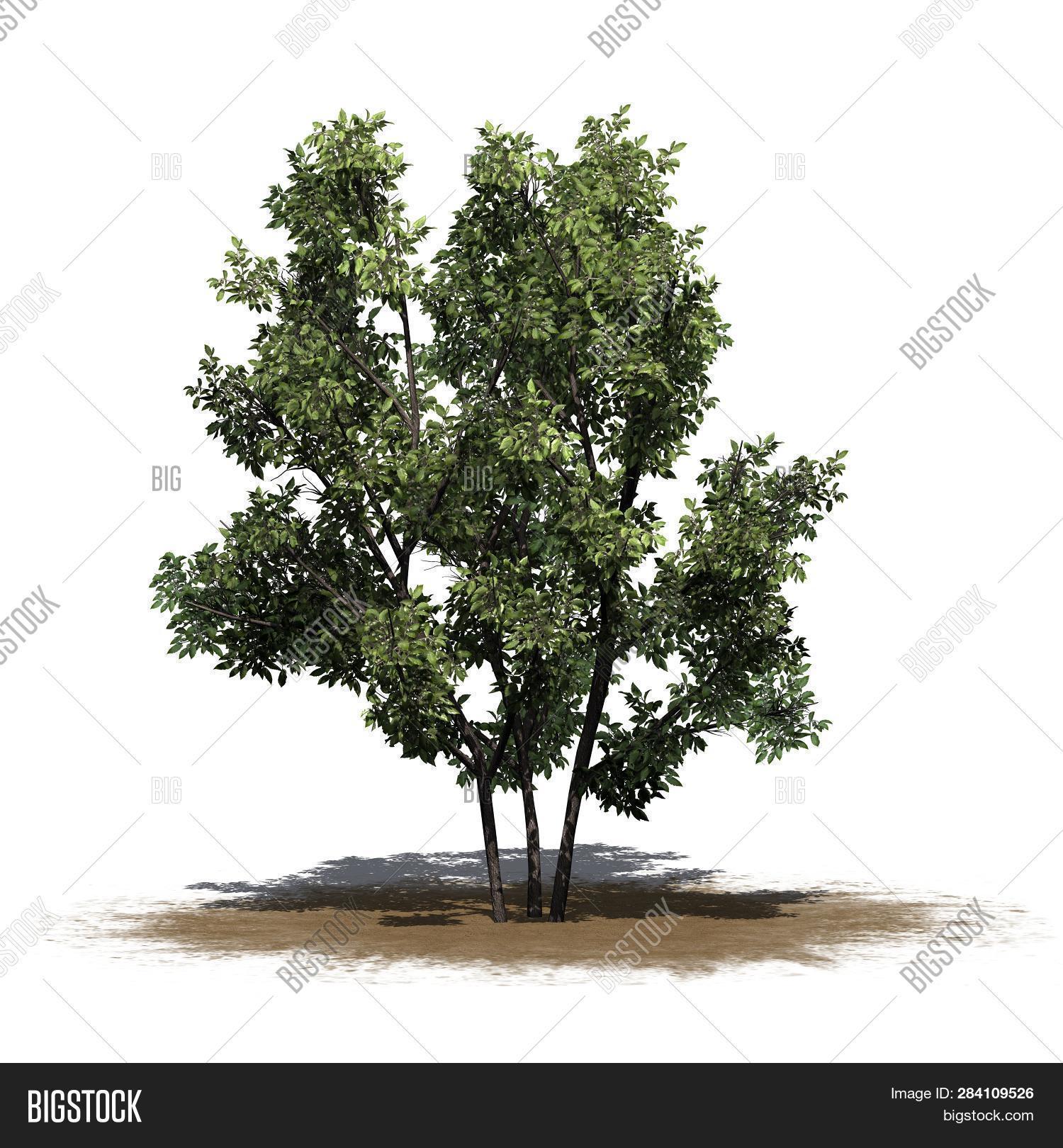 Common Hazel Bush On Image & Photo (Free Trial) | Bigstock