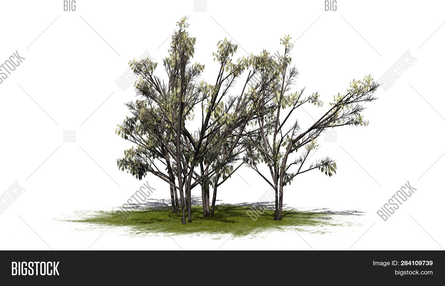 Various Common Hazel Image & Photo (Free Trial) | Bigstock