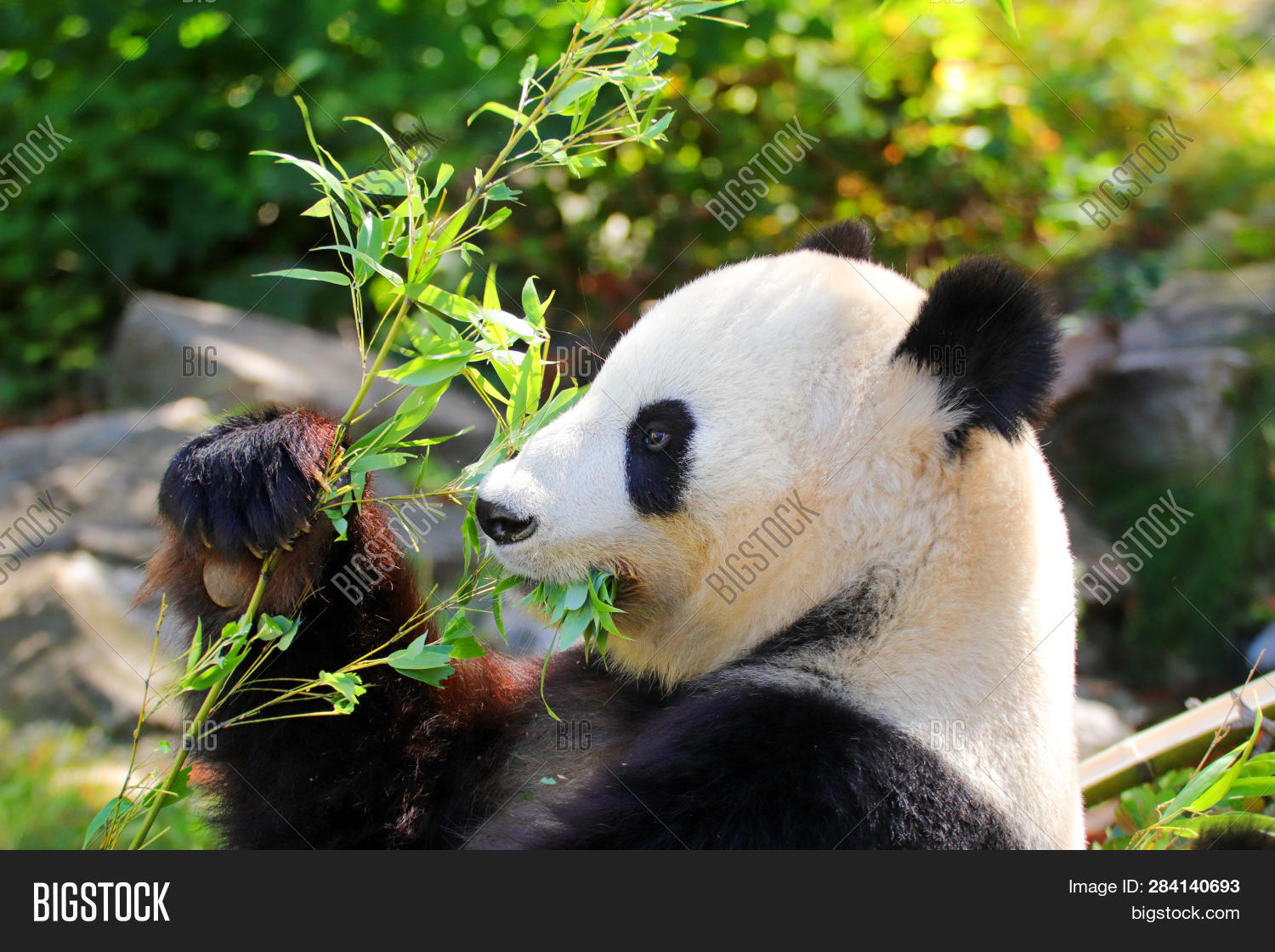 Giant Panda Close-. Image & Photo (Free Trial) | Bigstock