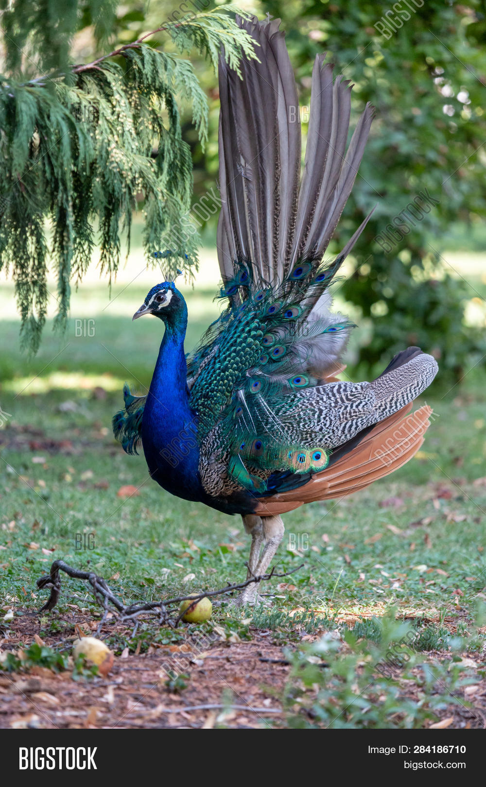 Male Blue Peafowl Image & Photo (Free Trial) | Bigstock