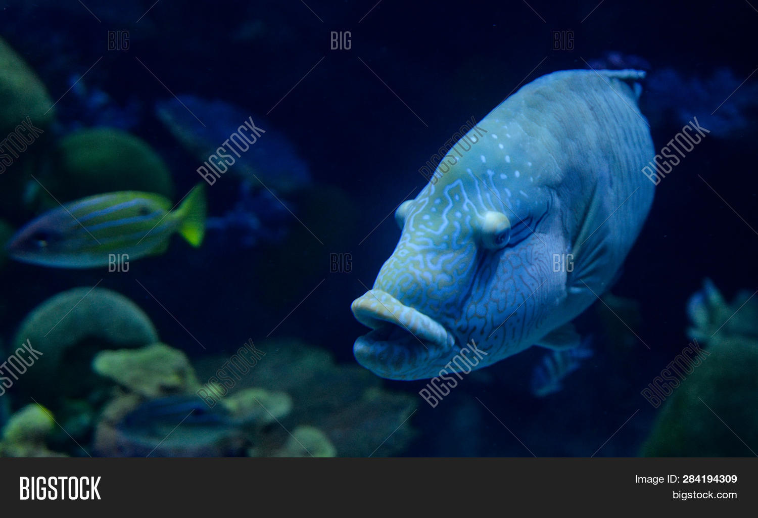 Humphead Maori Wrasse Image & Photo (Free Trial) | Bigstock