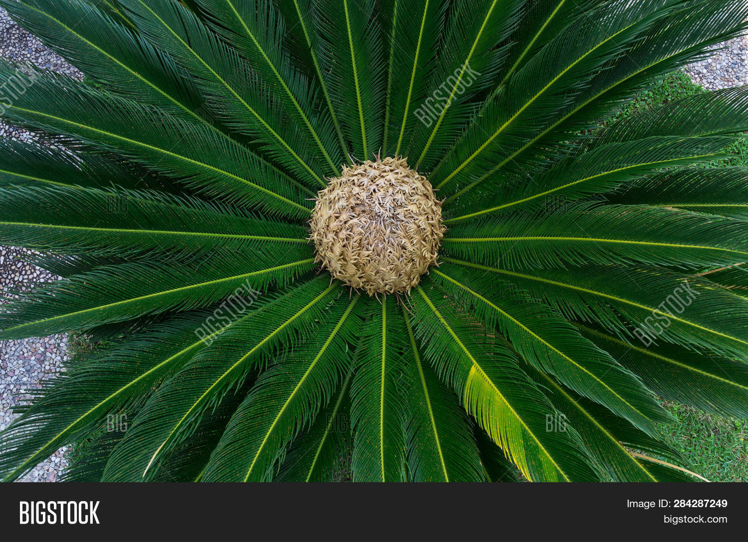 Cycas Tree Japanese Image & Photo (Free Trial) | Bigstock