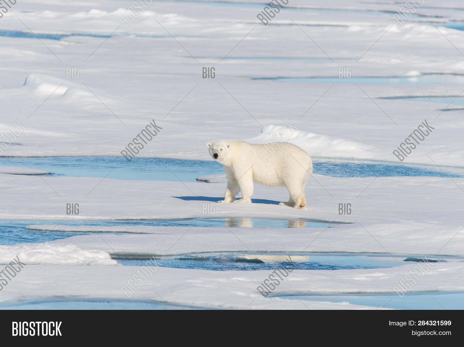 Polar Bear On Pack Ice Image & Photo (Free Trial) | Bigstock