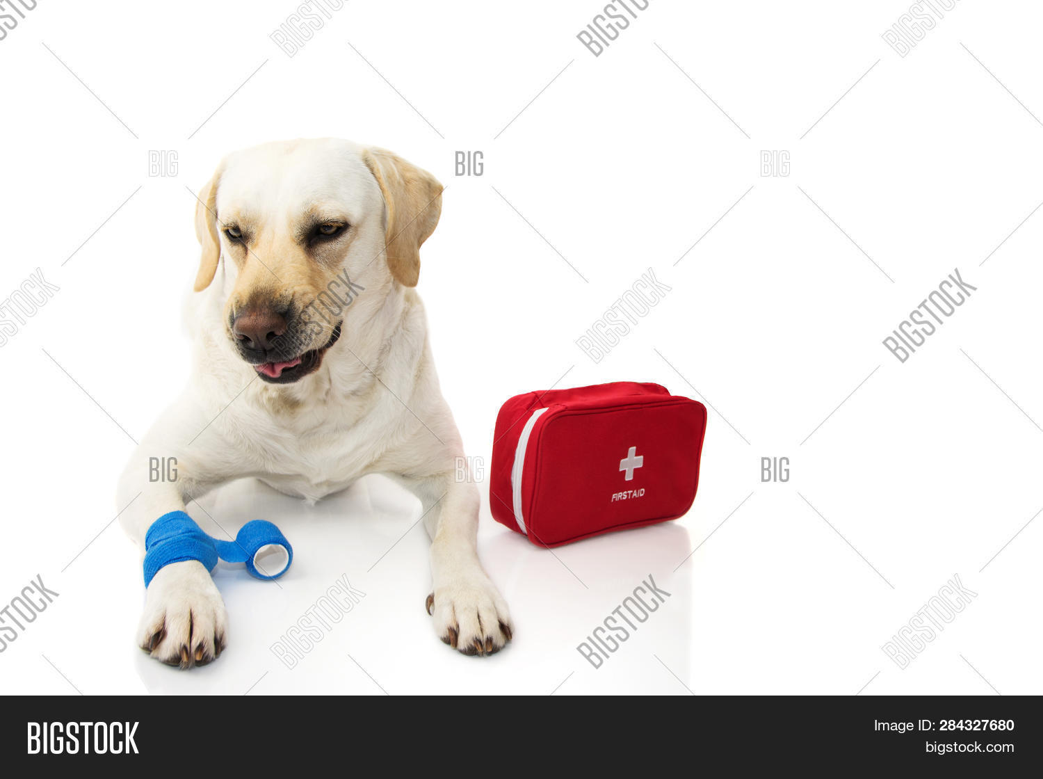 Sick Dog. Labrador Image & Photo (Free Trial) | Bigstock