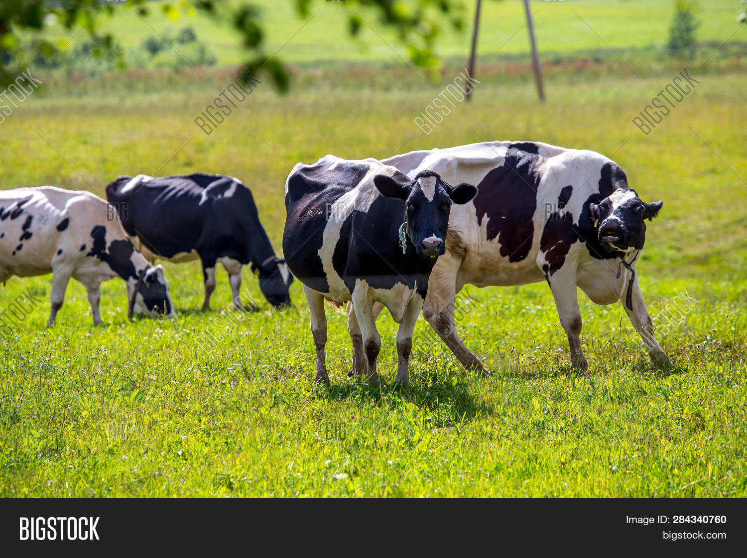 Dairy Cows Pasture Image & Photo (Free Trial) | Bigstock