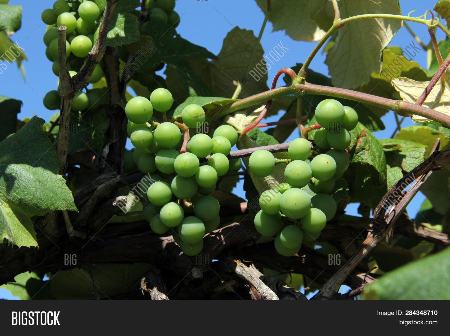 Green Unripe Grapes Image & Photo (Free Trial) | Bigstock
