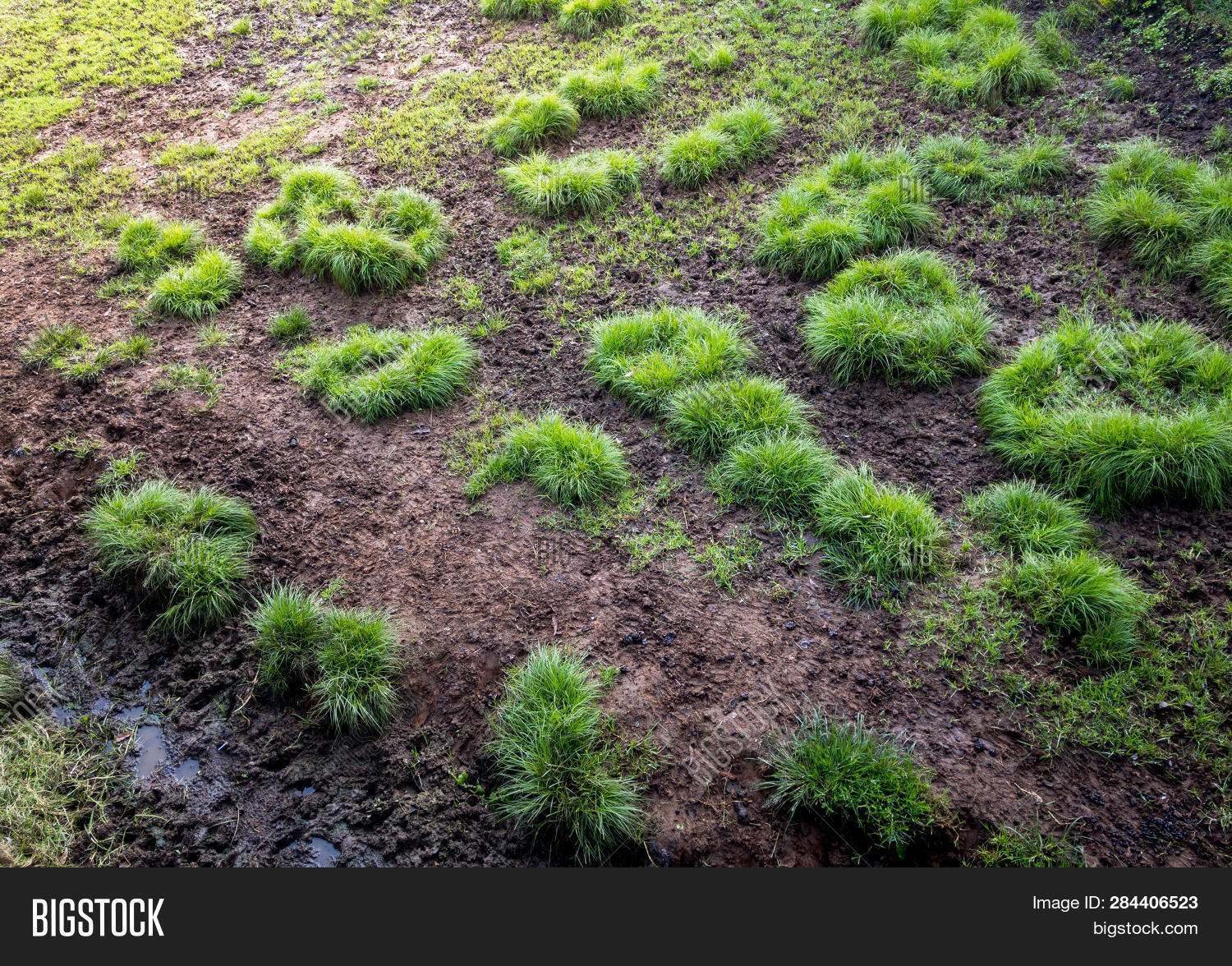 Grass Buldge Wet Muddy Image & Photo (Free Trial) | Bigstock