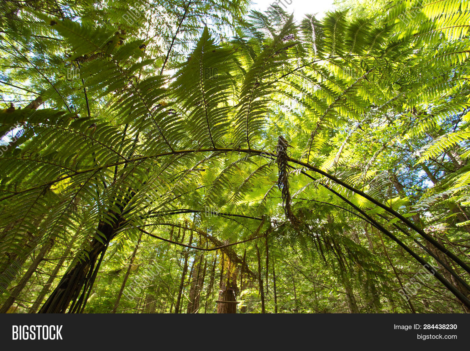 Forest Tree Ferns Image & Photo (Free Trial) | Bigstock