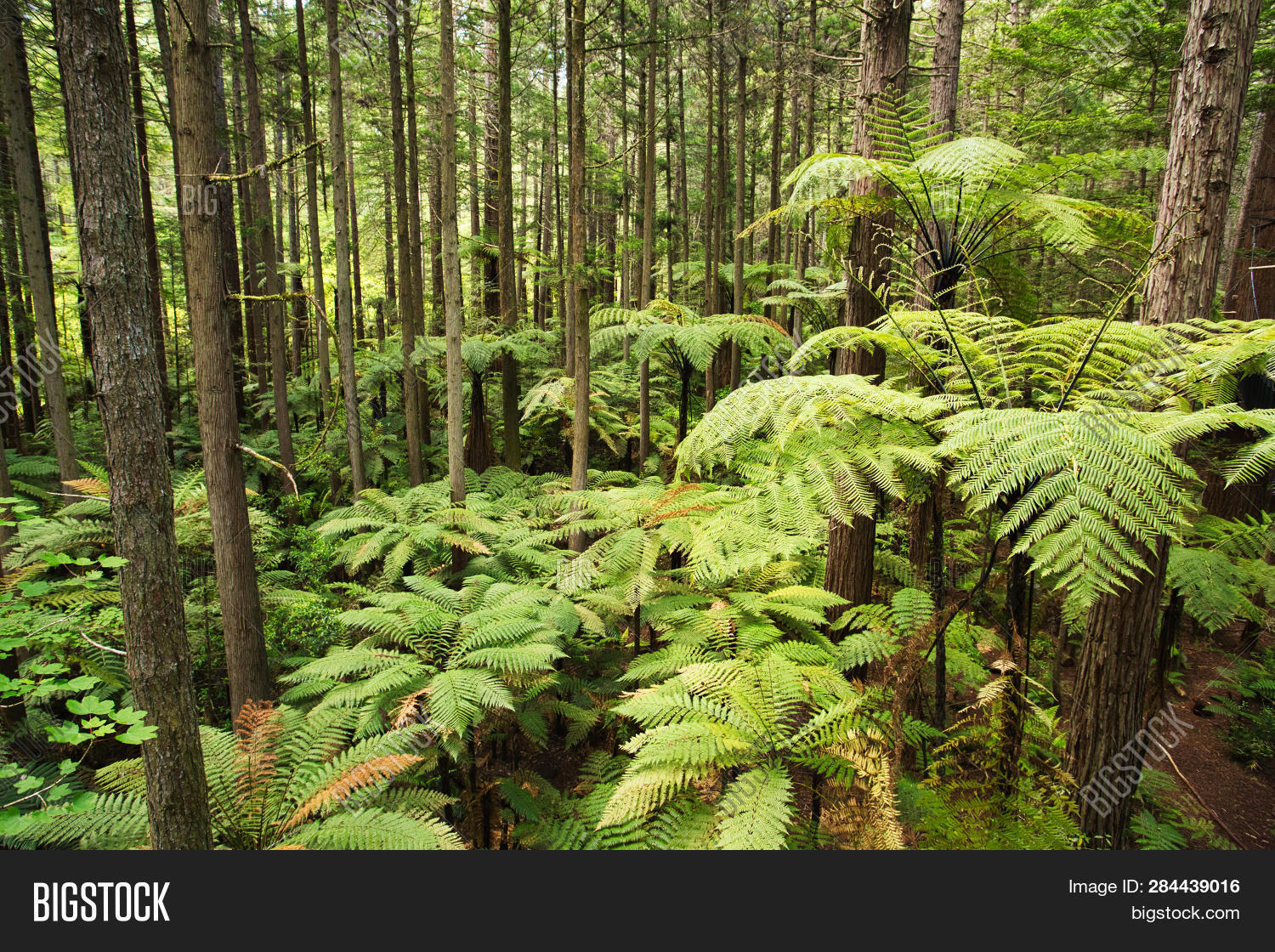 Forest Tree Ferns Image & Photo (Free Trial) | Bigstock