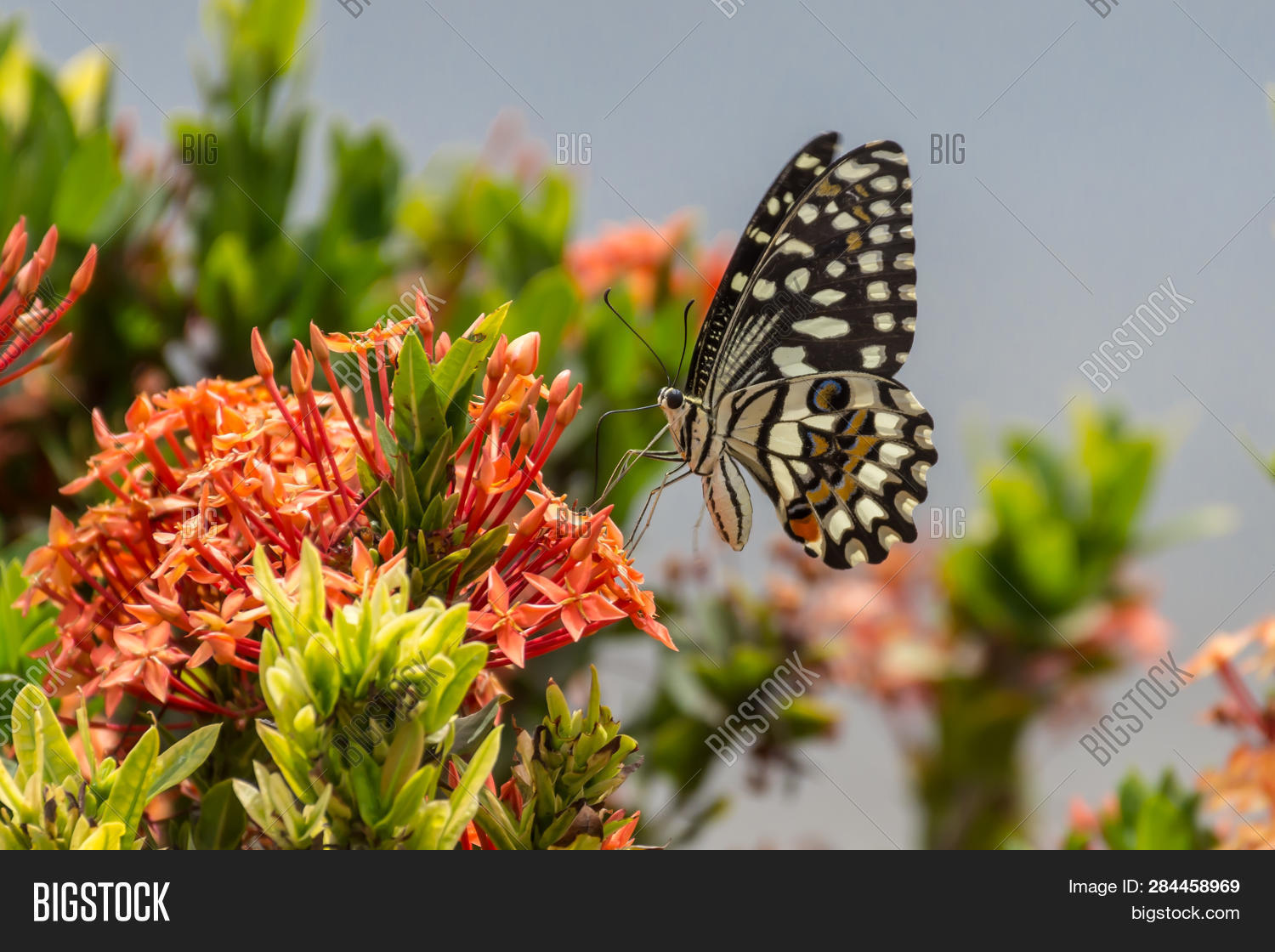 Lime/lemon Butterfly Image & Photo (Free Trial) | Bigstock
