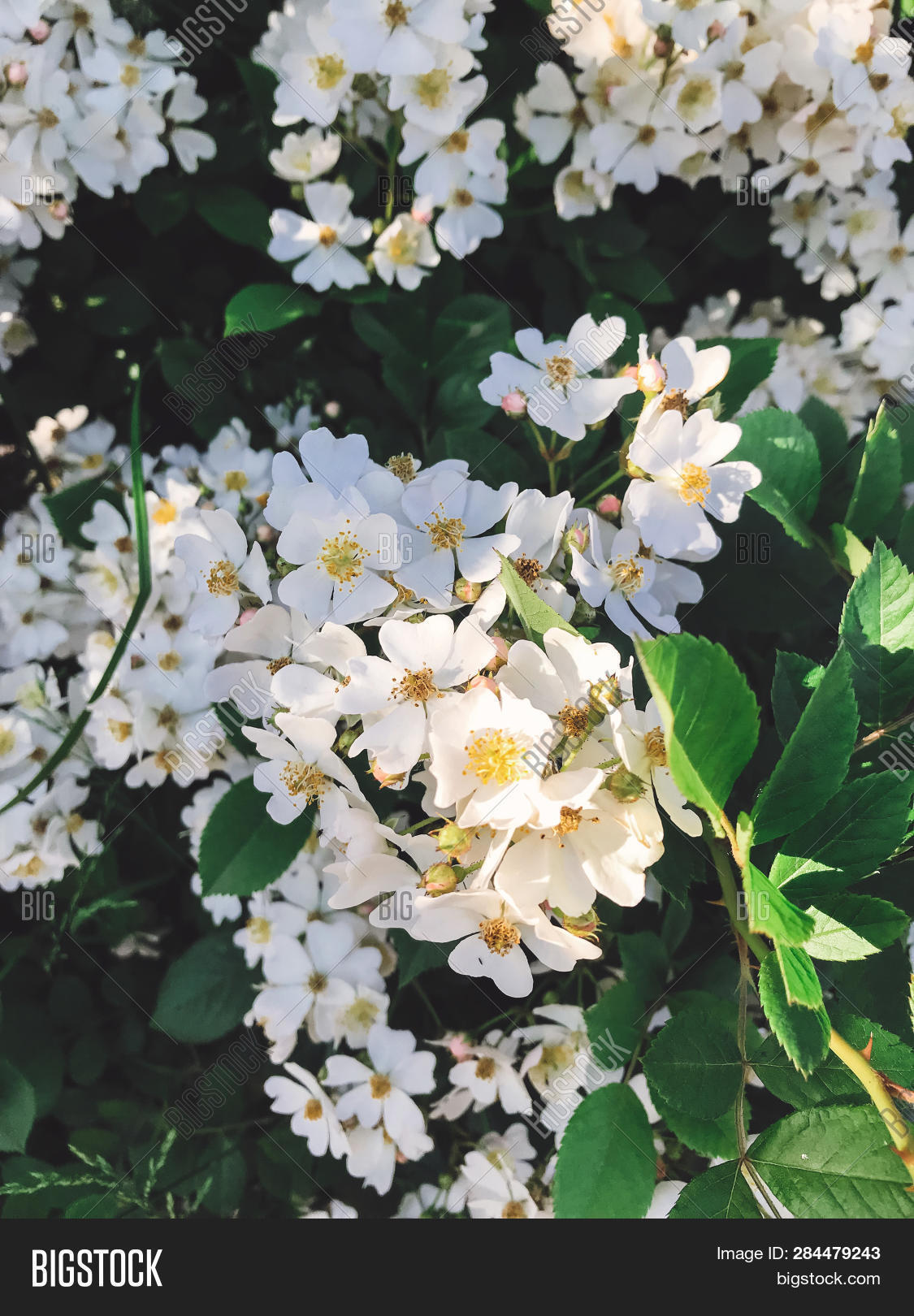 Fresh White Flowers Image & Photo (Free Trial) | Bigstock