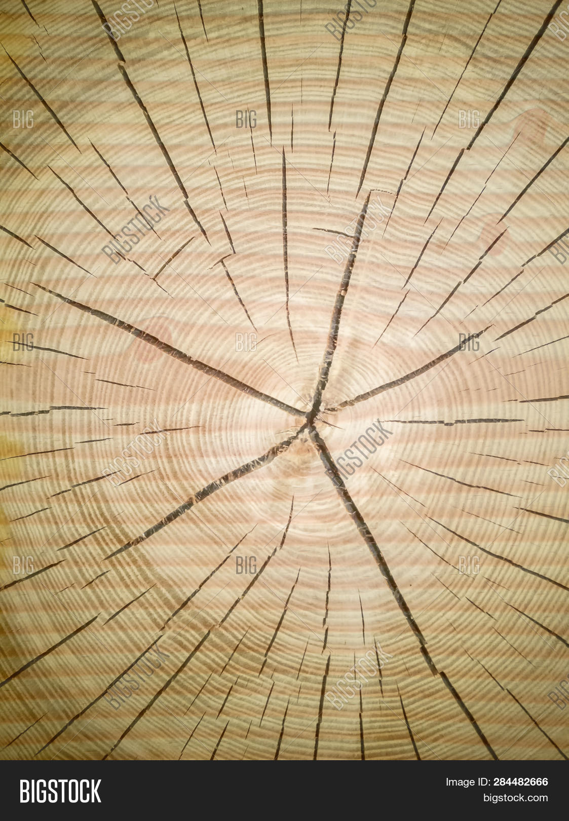 Slice Wood Timber Image & Photo (Free Trial) | Bigstock