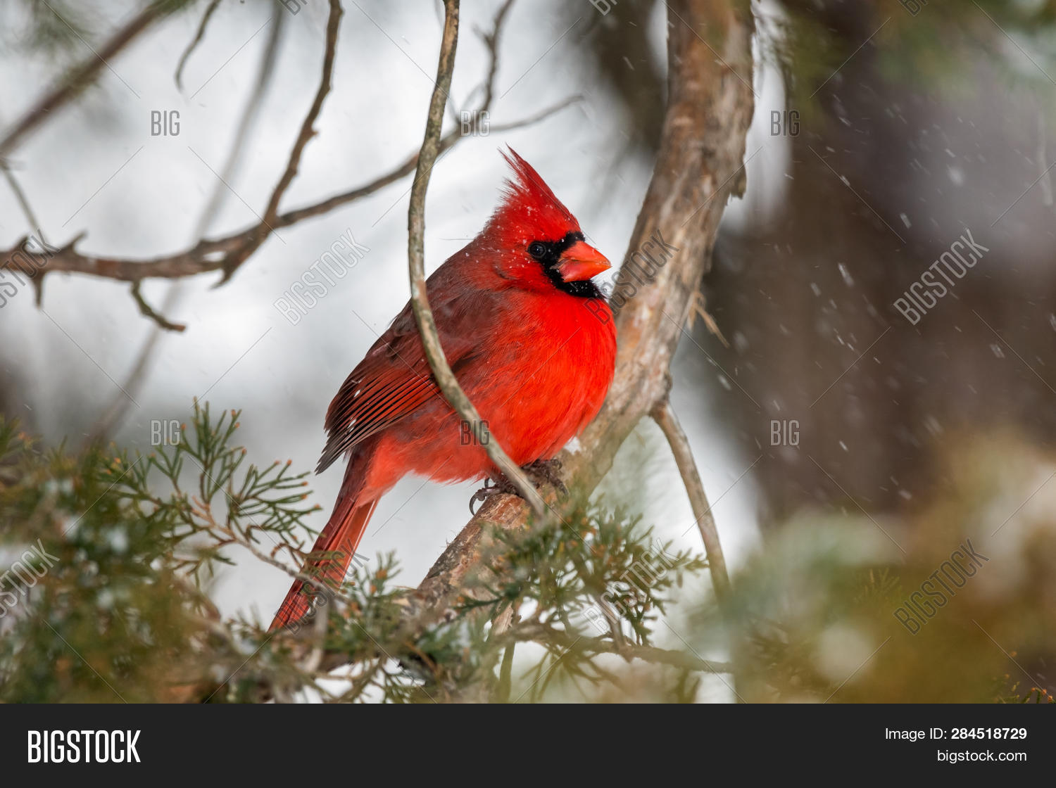Northern Cardinal Bird Image & Photo (Free Trial) | Bigstock