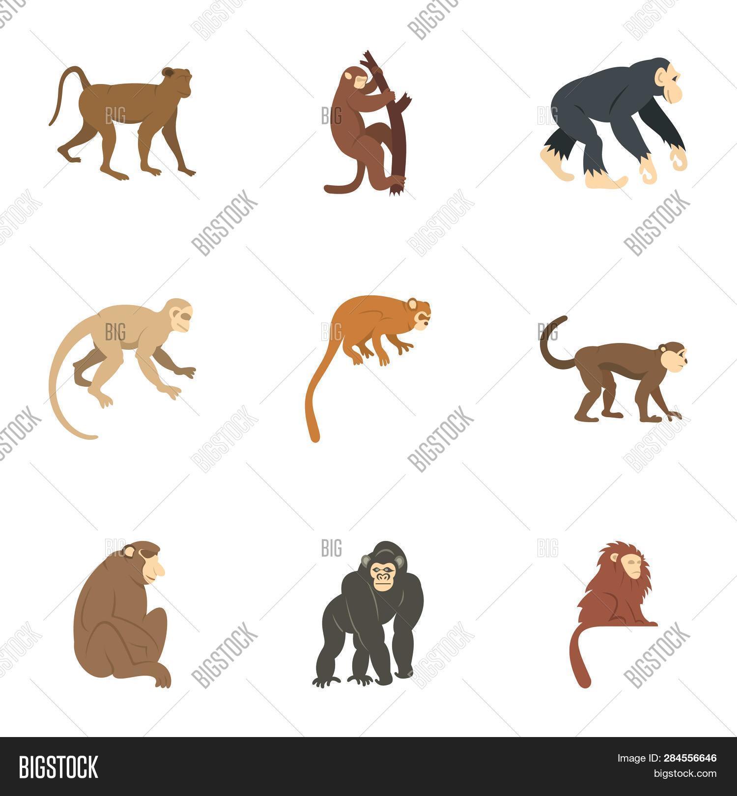 Jungle Monkey Icon Set Image & Photo (Free Trial) | Bigstock