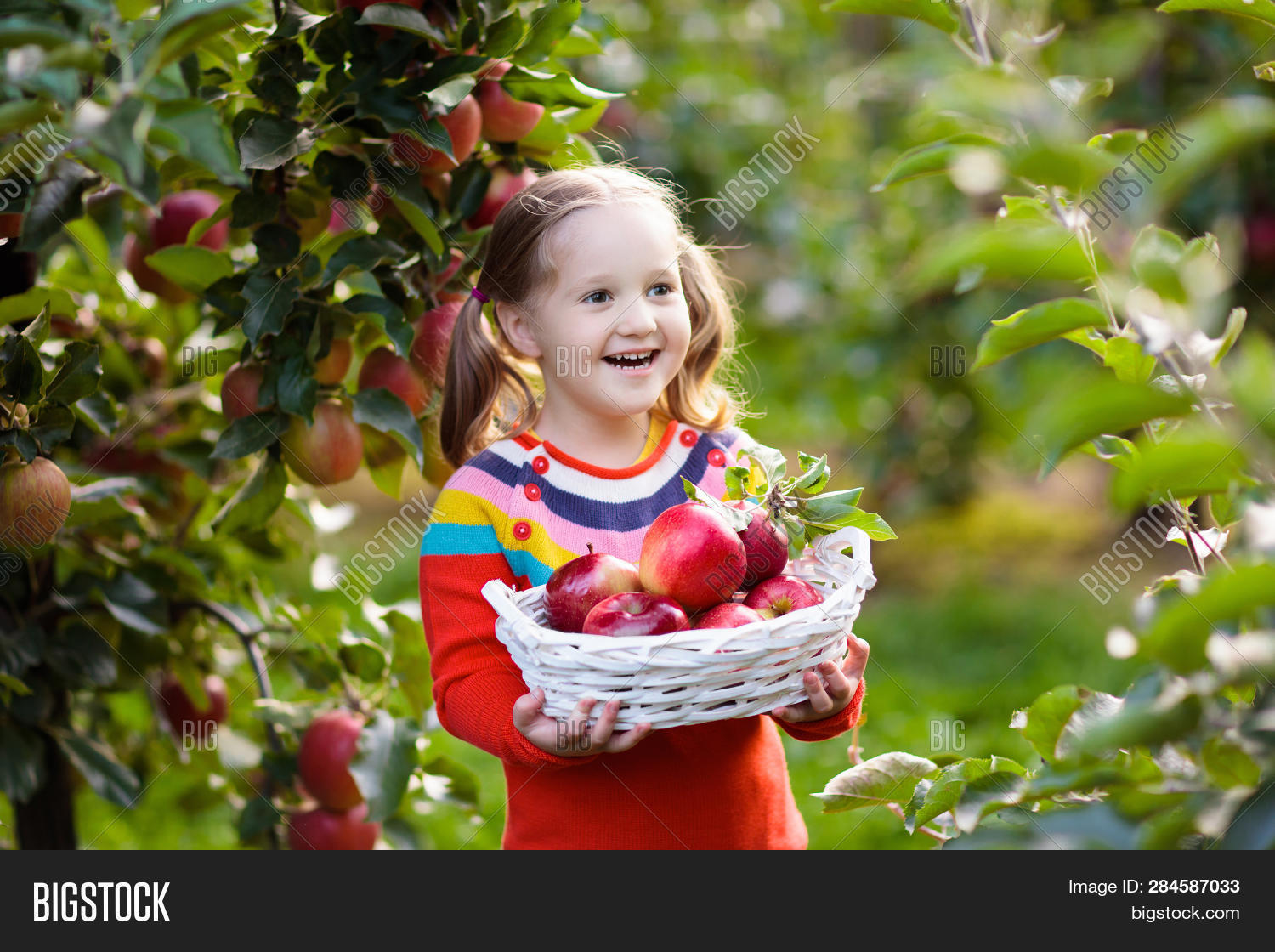 Child Picking Apples Image & Photo (Free Trial) | Bigstock