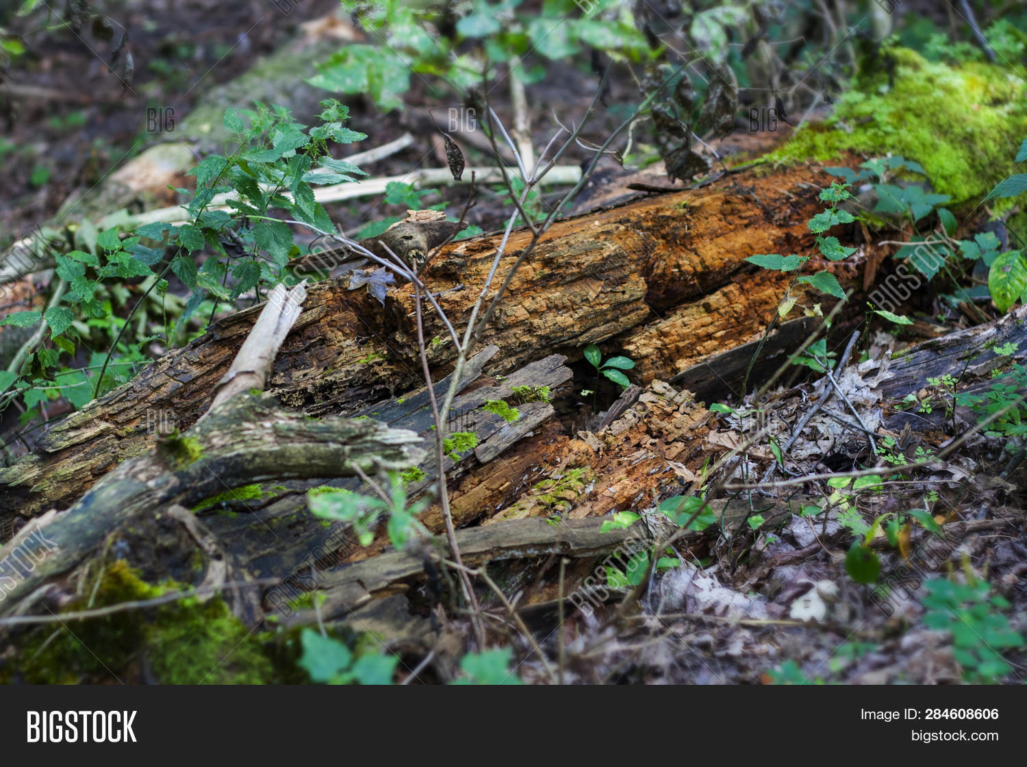 Decayed Log Falling Image & Photo (Free Trial) | Bigstock