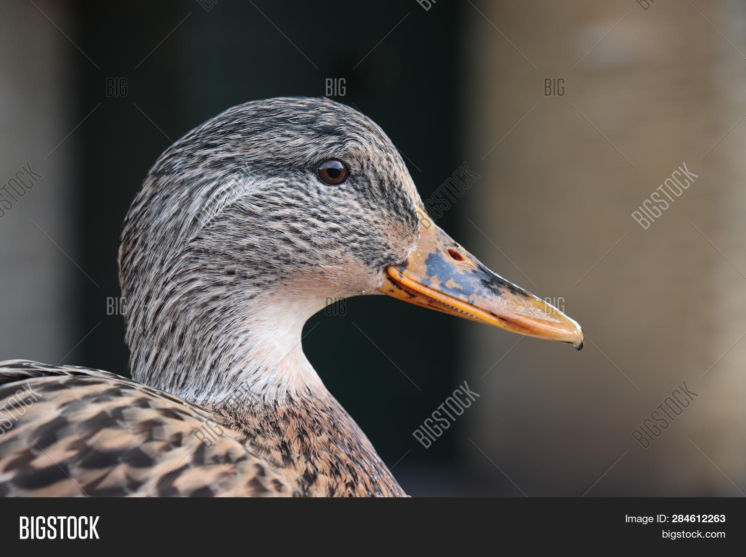 Young Brown Female Image & Photo (Free Trial) | Bigstock