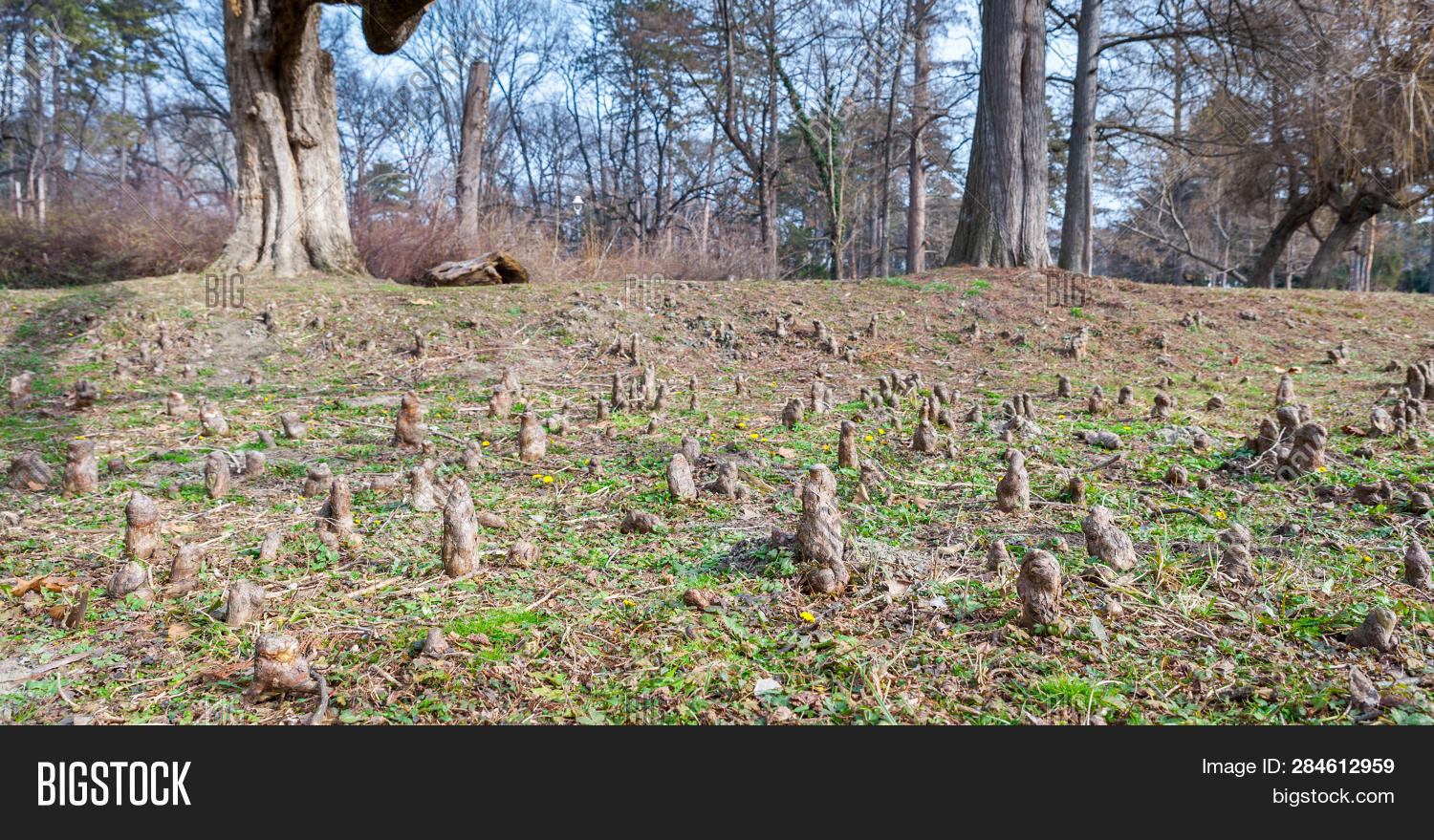 Roots Big Old Oak ( Image & Photo (Free Trial) | Bigstock